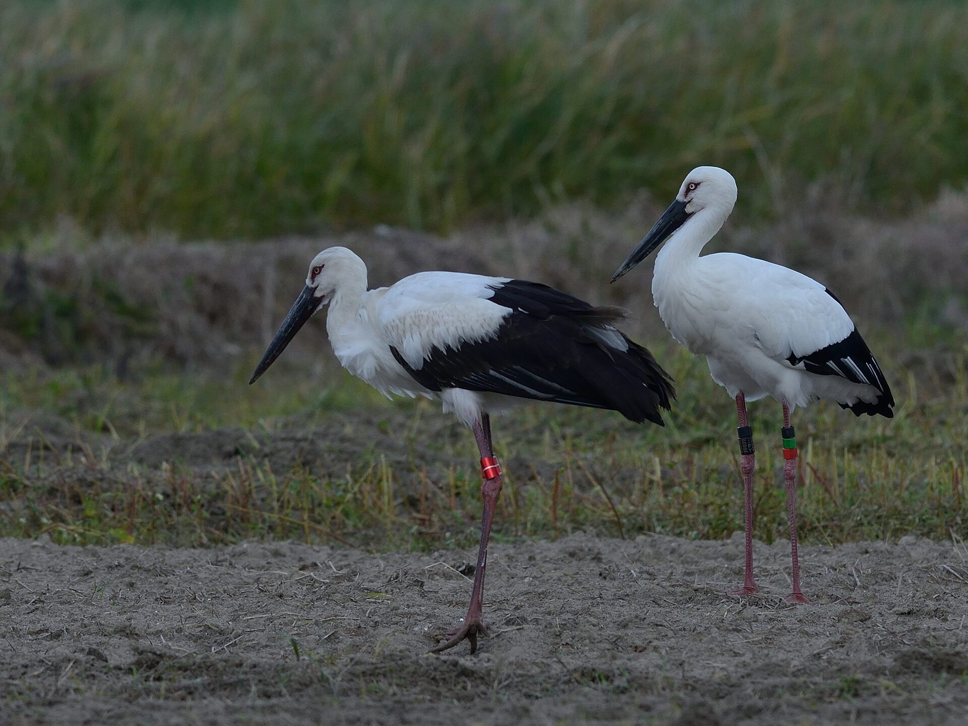 コウノトリ: 大いなる旅路